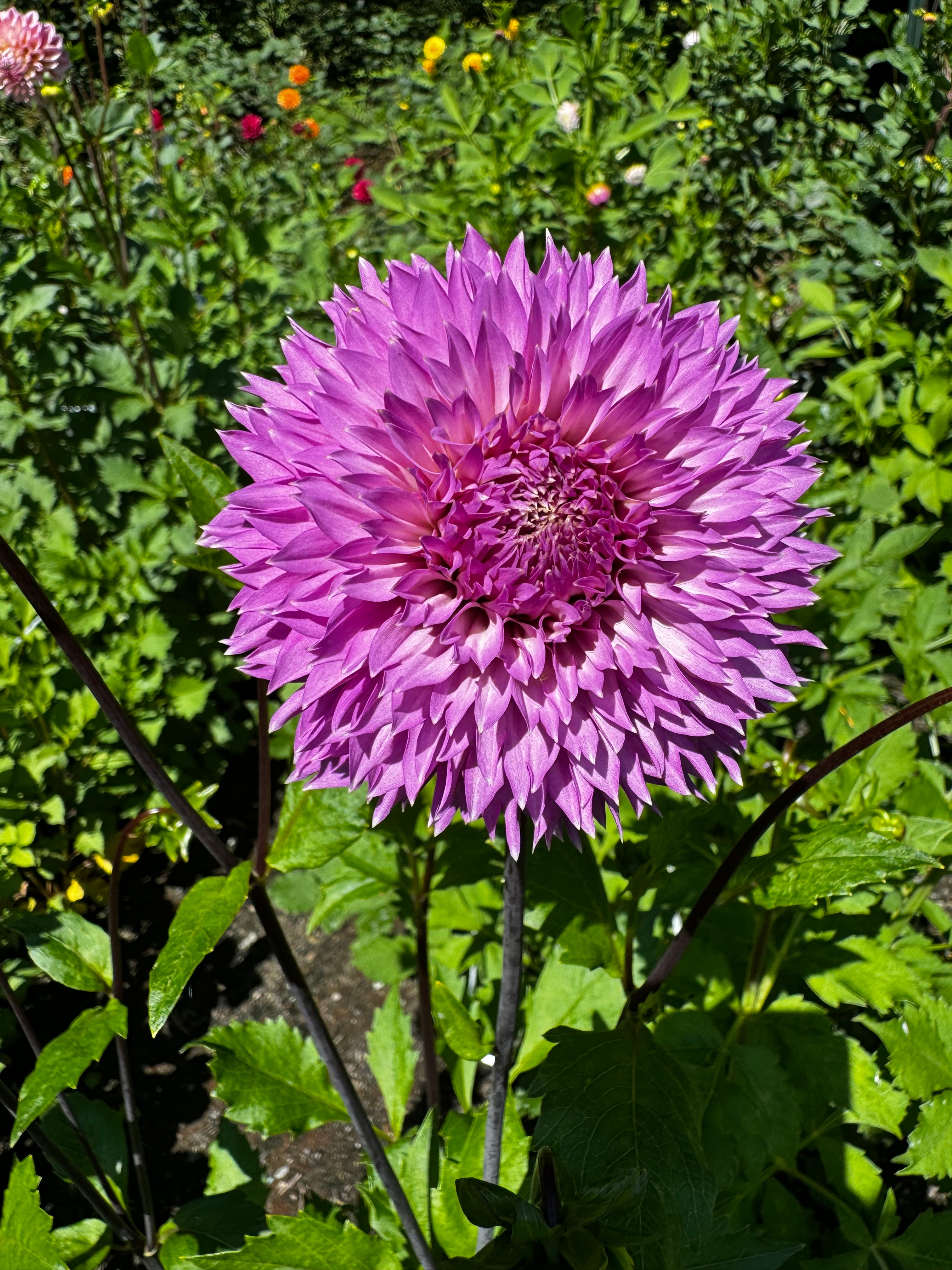 Frizzy Lizzy Dahlia Tuber – Lou Girls Flower Co.