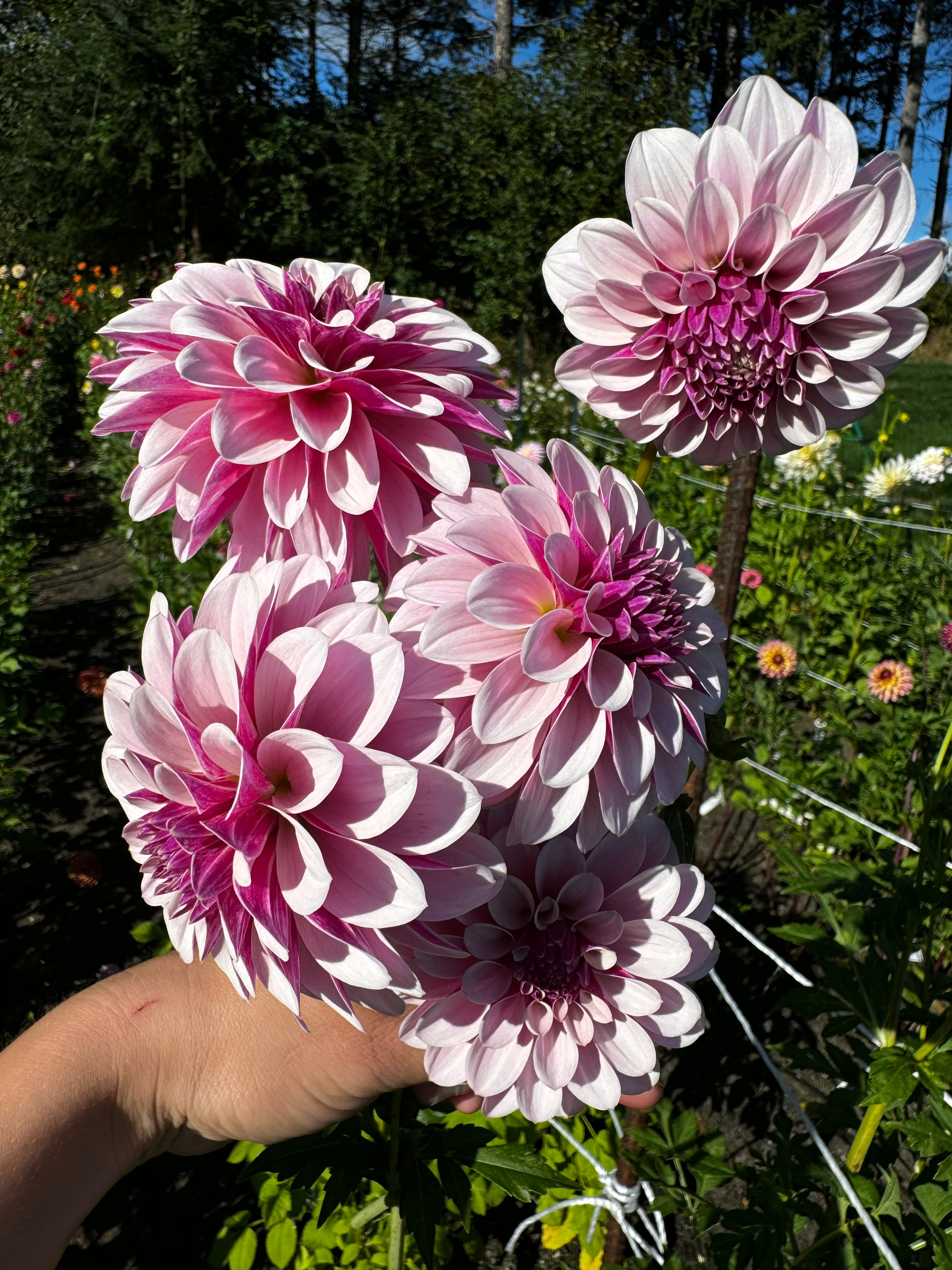 Salish Twilight Girl Dahlia Tuber – Lou Girls Flower Co.