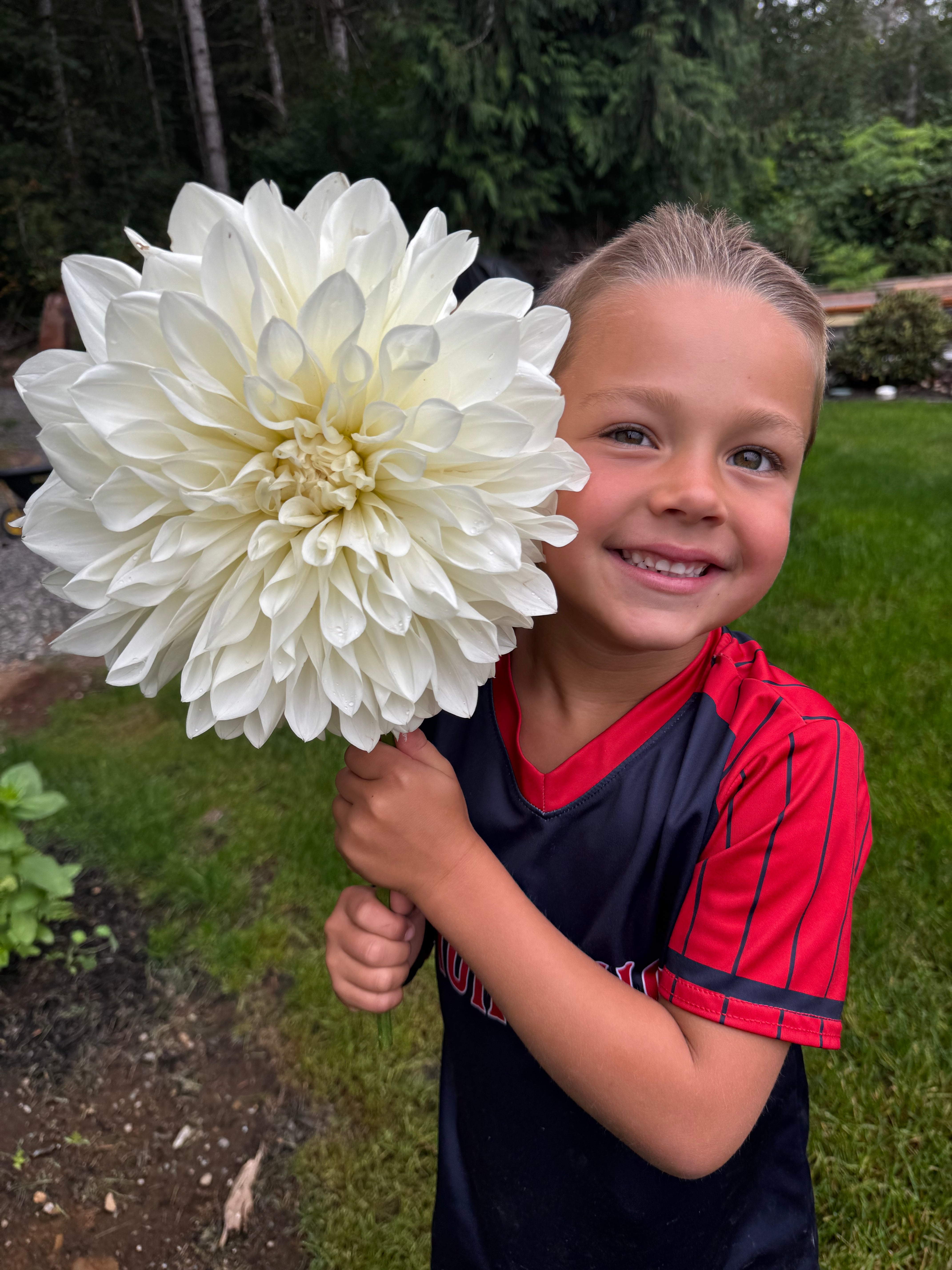 Snowbound Dahlia Tuber – Lou Girls Flower Co.
